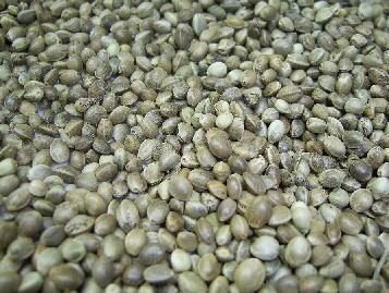 Vismania - Hennepzaad/Kempzaad (Super Kiemend 1kg)